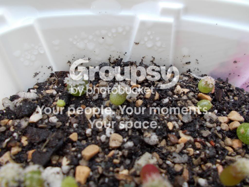 Cactus seedling identification - CactiGuide.com