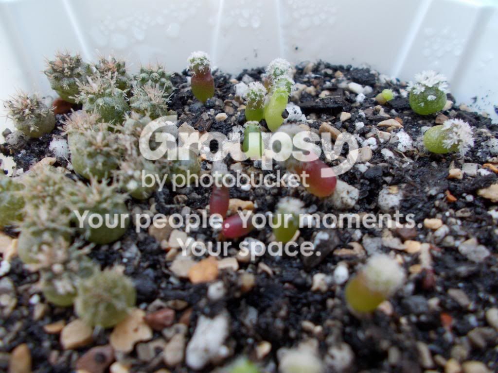 Cactus seedling identification - CactiGuide.com