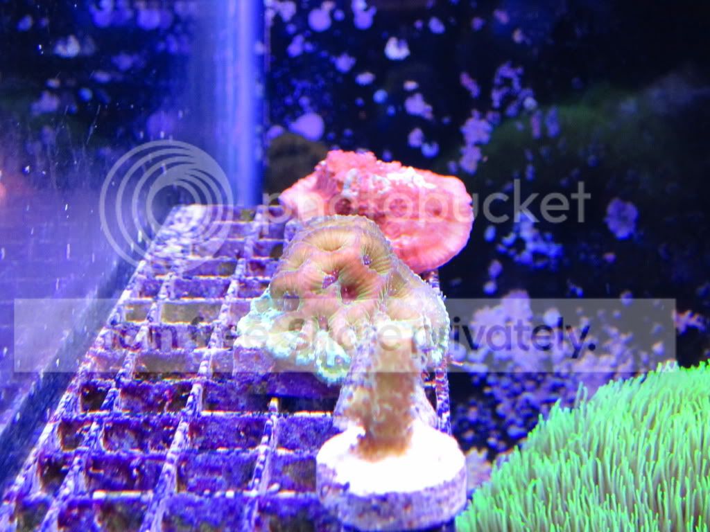 Coral for sale | Greater Iowa Reef Society