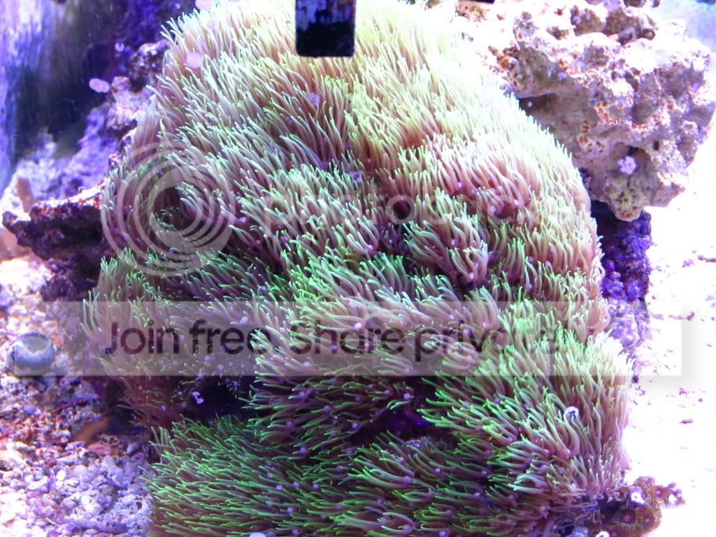 Coral for sale | Greater Iowa Reef Society